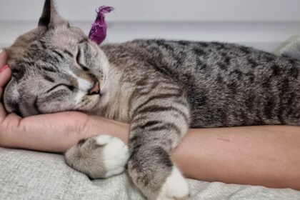 Behavior - Kitty Cat News: Nurturing whiskers, wellness, and endless purrs.