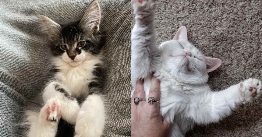 Behavior - Kitty Cat News: Nurturing whiskers, wellness, and endless purrs.
